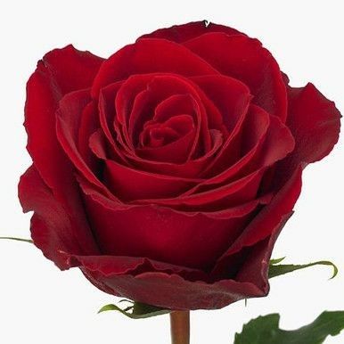 mFlowers | Register